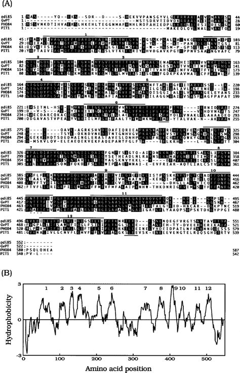 A Alignment Of The Deduced Amino Acid Sequence Of Pdi85 With Those Of