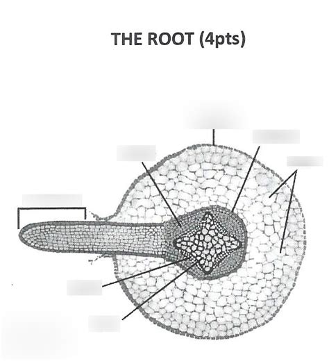 The Root Diagram Diagram Quizlet