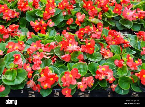 Begonia Sempervirens