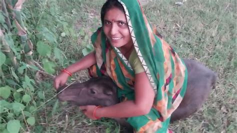 भैस के बच्चे की सवारी😅 भैंस के ऊपर बैठ गए गिरने से बच गए😅 Buffalo