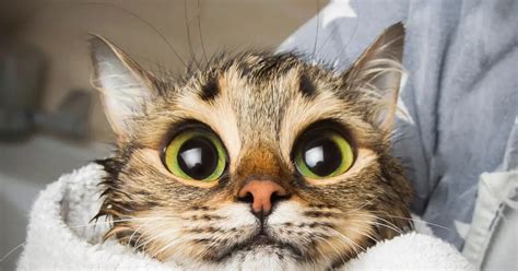 Cat Breeds With Big Eyes Adorable Feline Favorites Breeds Of Cat