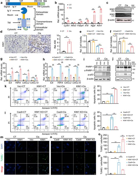 Kim1 Is Dramatically Upregulated In A Cisplatin Induced Aki Model