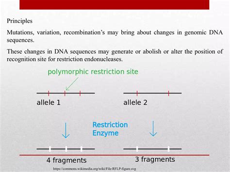 rflp restriction fragment length polymorphism ppt