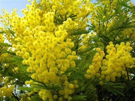 Mimosa tree | Beautiful trees | Pinterest | Flowers, Plants and Gardens