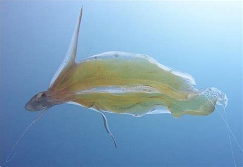 Парящий осьминог или попончатый осьминог (лат. Tremoctopus violaceus)