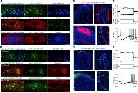 Figure 2 From Molecularly Defined Circuitry Reveals Input Output Segregation In Deep Layers Of