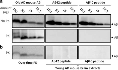 Aβ Derived From The Brain Of The Old Ad Transgenic Mouse But Not The Download Scientific