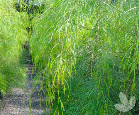 Narrow Leaf Bower Wattle River Wattle Speciality Trees