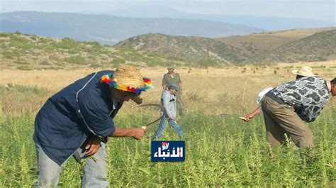 Anbaetv هكذا تفاعلت الصحافة العالمية مع قرار تقنين زراعة القنب الهندي