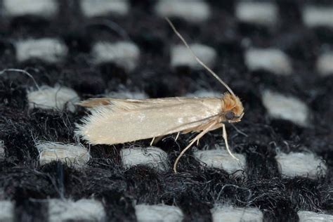 5 Types Of Moths In Your House Identification And Removal Tips A Z