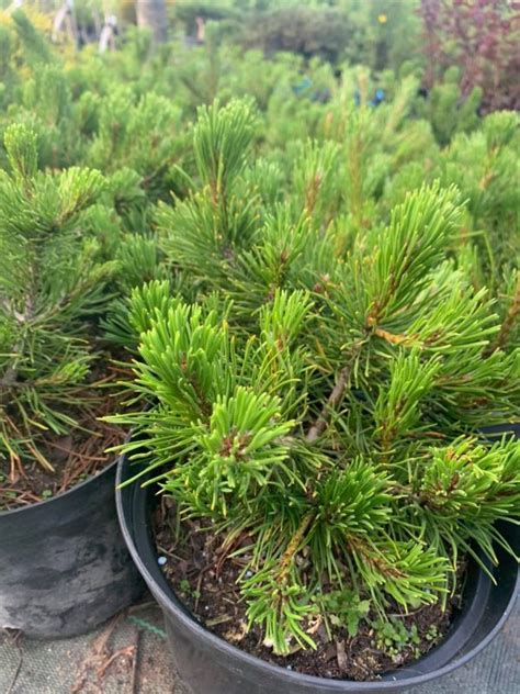 Kalninė Pušis Pinus Mugo Var Pumilio Medelynas Butku Medelynas