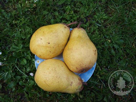 Hrušeň Williamsova Podnož Kdoule Prodej Stromků