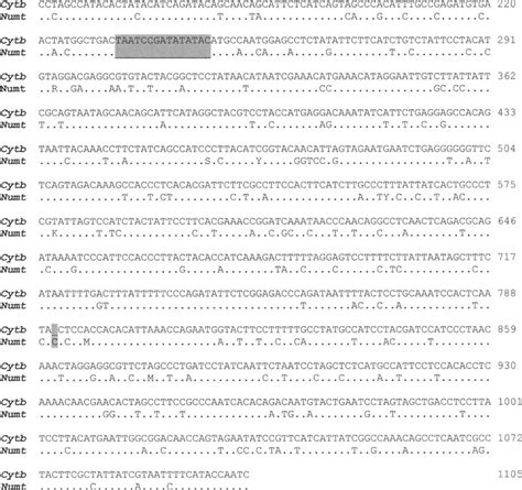 Sequence Alignment Of Cytochrome B Nuclear Mitochondrial Translocation Download Scientific