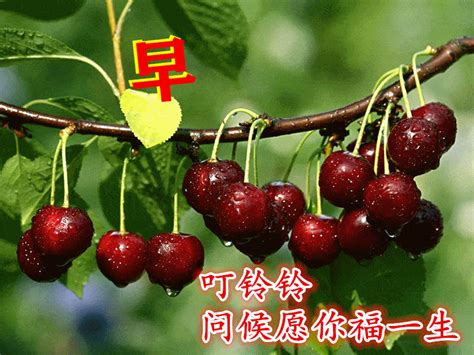 2021年7月4日免打字夏天早上好动态表情带字和鲜花图片祝福