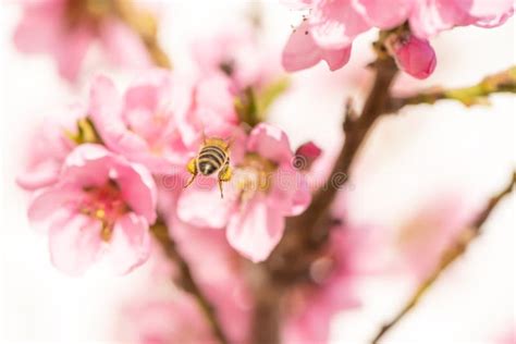 Small Flying Honey Bee From Behind In Spring Season At A Peach Blossom Stock Image Image Of