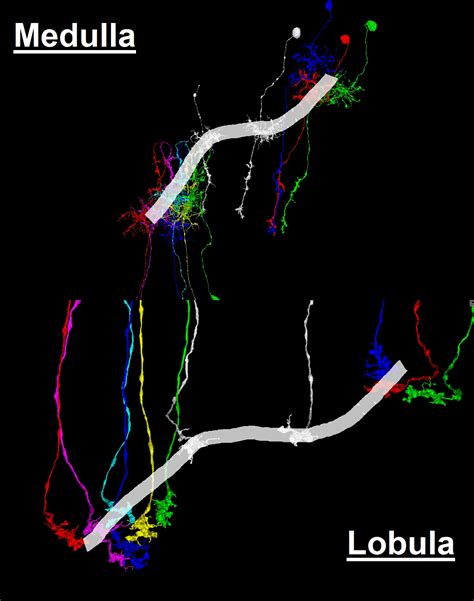 Useful Structural Patterns In The Optic Lobe Inferring Microstructure