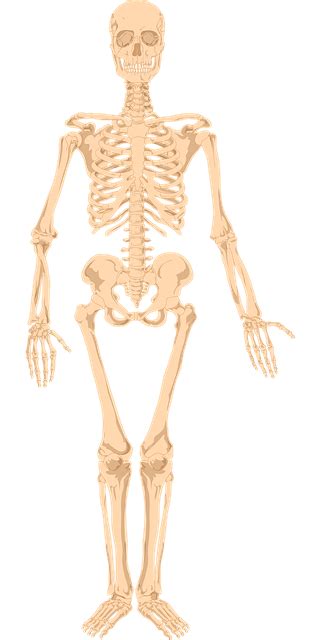 Human Skeleton Anatomy Wallpaper