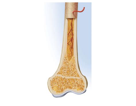 Five Zones Of The Epiphyseal Plate — Printable Worksheet