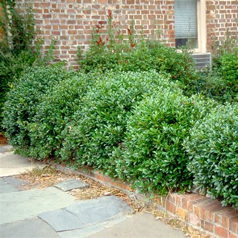 Carissa Holly Shrubs For Sale