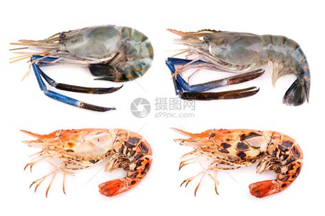 大型淡水虾新鲜虾在白高清图片下载 正版图片503007356 摄图网