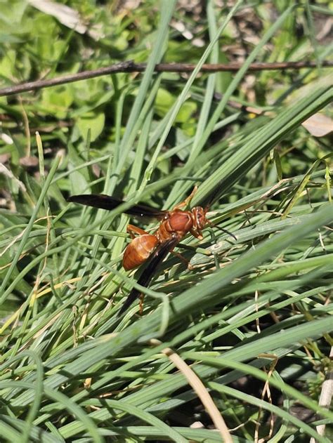 Is This A Mean Bug R Bugidentification
