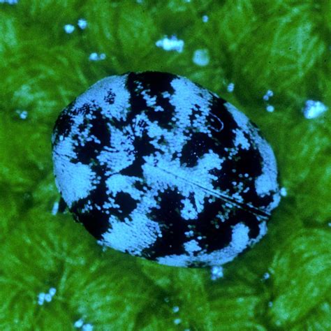 Carpet Beetles Learn About Nature