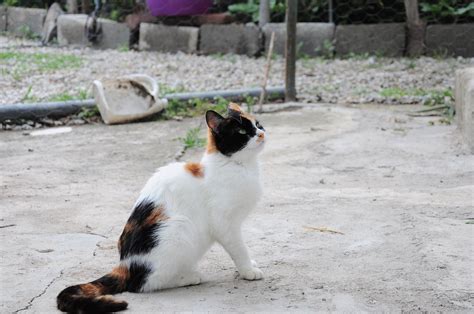 猫 猫官 猫的图片 Pixabay上的免费照片 Pixabay