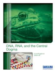 Exploring DNA Replication And Genetic Mutations A Laboratory Course Hero