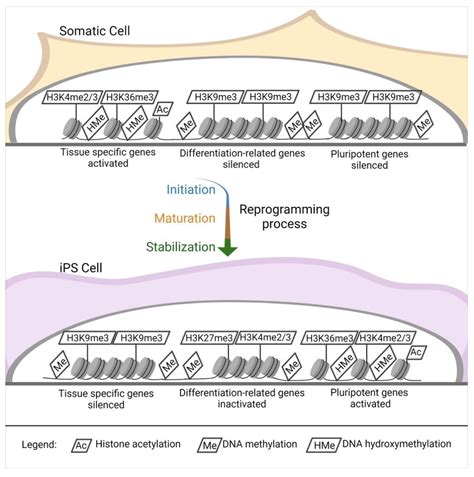 Cells Free Full Text Ipsc Preparation And Epigenetic Memory Does