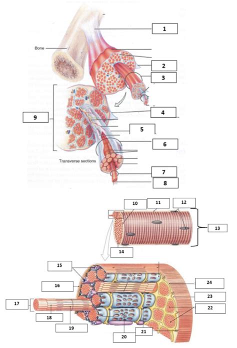 Skeletal Muscle Structure Diagram Quizlet