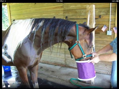 Echo Loves His Presto Bucket Bucket Love Him Echo