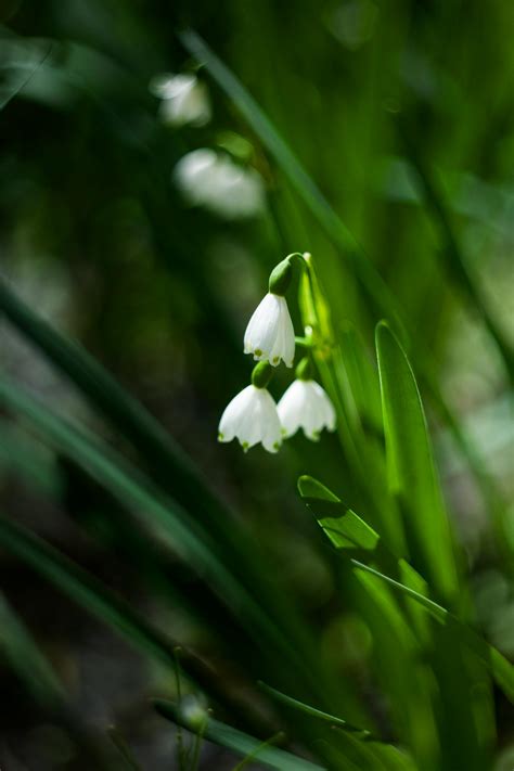 White Backgrouind With Flowers Photos Download The Best Free White