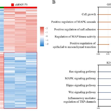 Transcriptomic Analysis Revealed That Rnf173 Participated In Emt A Rna Download Scientific