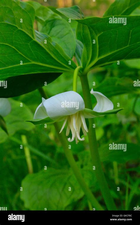 Nodding Trillium Cedar Sink Trail Cedar Sink Mammoth Cave National
