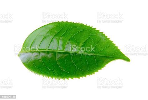 녹차 잎 흰색 바탕에 흰색 배경 0명에 대한 스톡 사진 및 기타 이미지 0명 사진 이미지 성장 개념 Istock