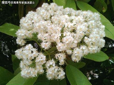 面相算婚姻男人眼尾下垂的面相好不好会离婚吗 眼角