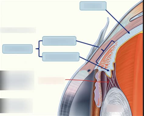 Diagram Of Middle Vascular Layer Of The Eye Quizlet