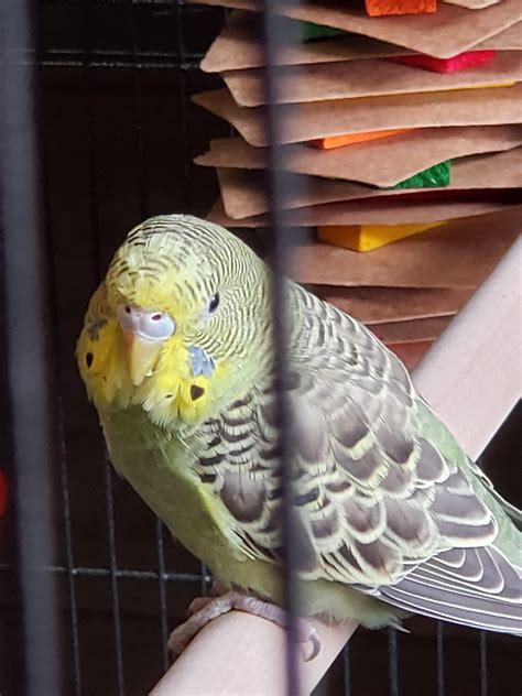 New Budgie Owner Can Someone Help Gender My 3 Month Old Budgie R