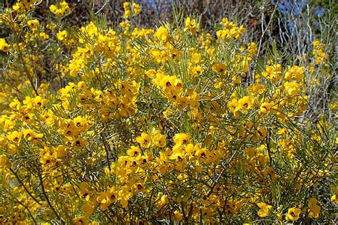 Cassia Seeds Senna Artemisioides Australian Native Boondie Seeds