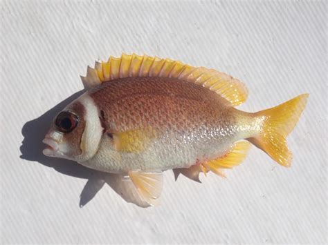 Scolopsis Vosmeri