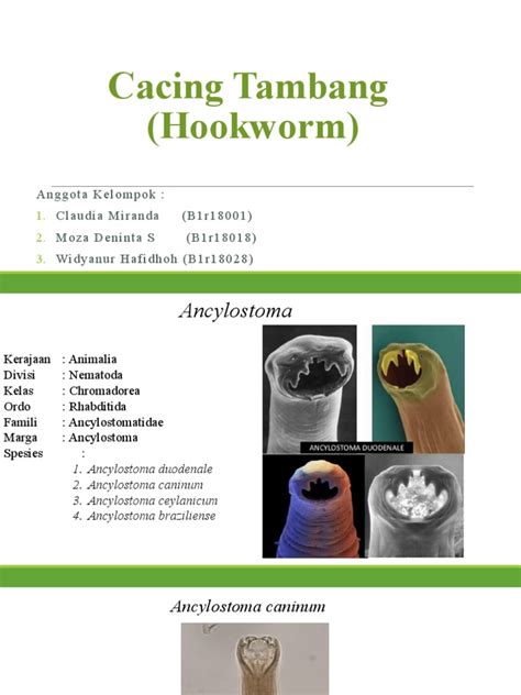 Cacing Tambang Hookworm Pdf
