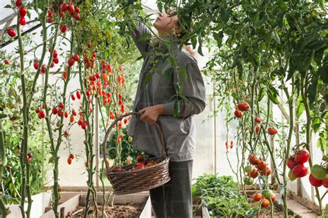 4 Penyebab Rontok Bunga Tomat Dan Cara Mengatasinya