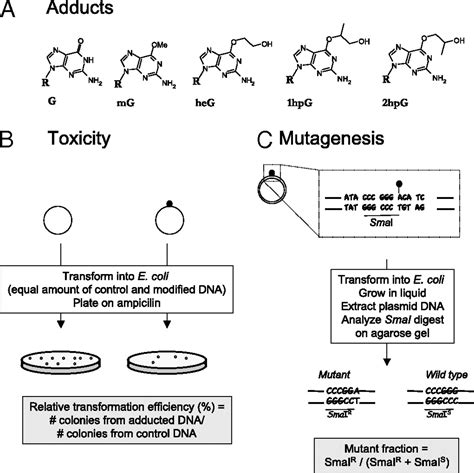 Alkyltransferase Like Protein Eatl Prevents Mismatch Repair Mediated