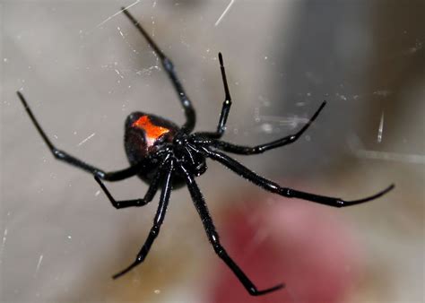 11 Most Common House Spiders Identification And More