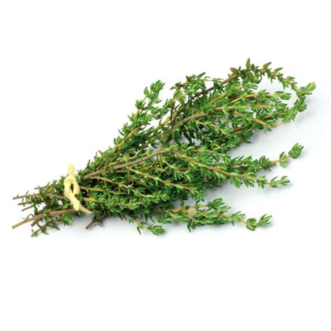 Semillas De Tomillo Elgualato Cl