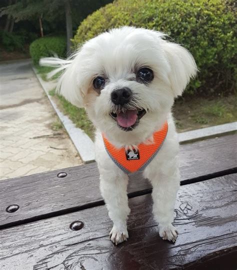 뚱 이 고 마 워 그 리 고 사 랑 해 ♡ 씨엘로펫