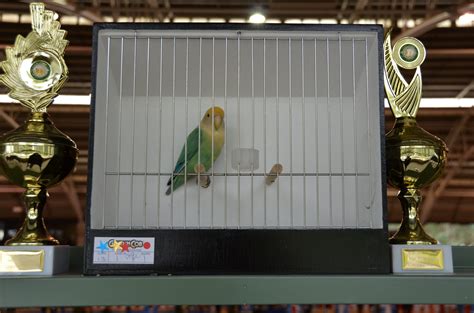 Photo Gallery The African Lovebird Society Of Australia Inc
