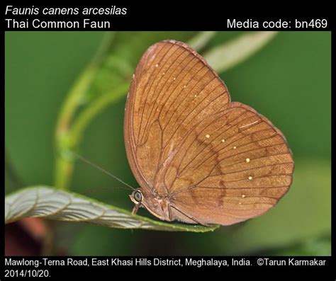 Faunis Butterfly