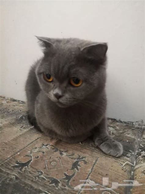 انثى سكوتش فولد بيور للتبني مدينة الخبر موقع حراج