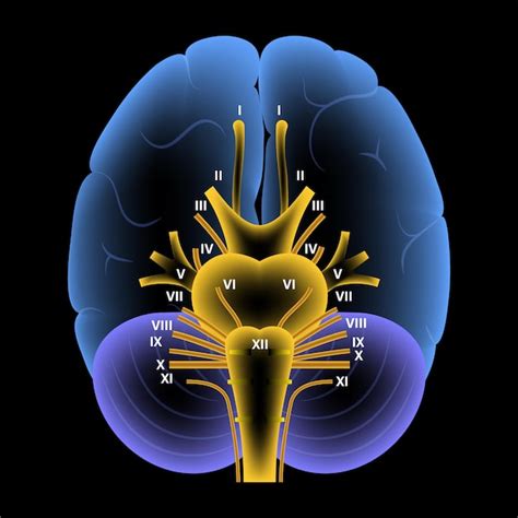 Premium Vector Cranial Nerves Diagram Brain Structure Medical Poster